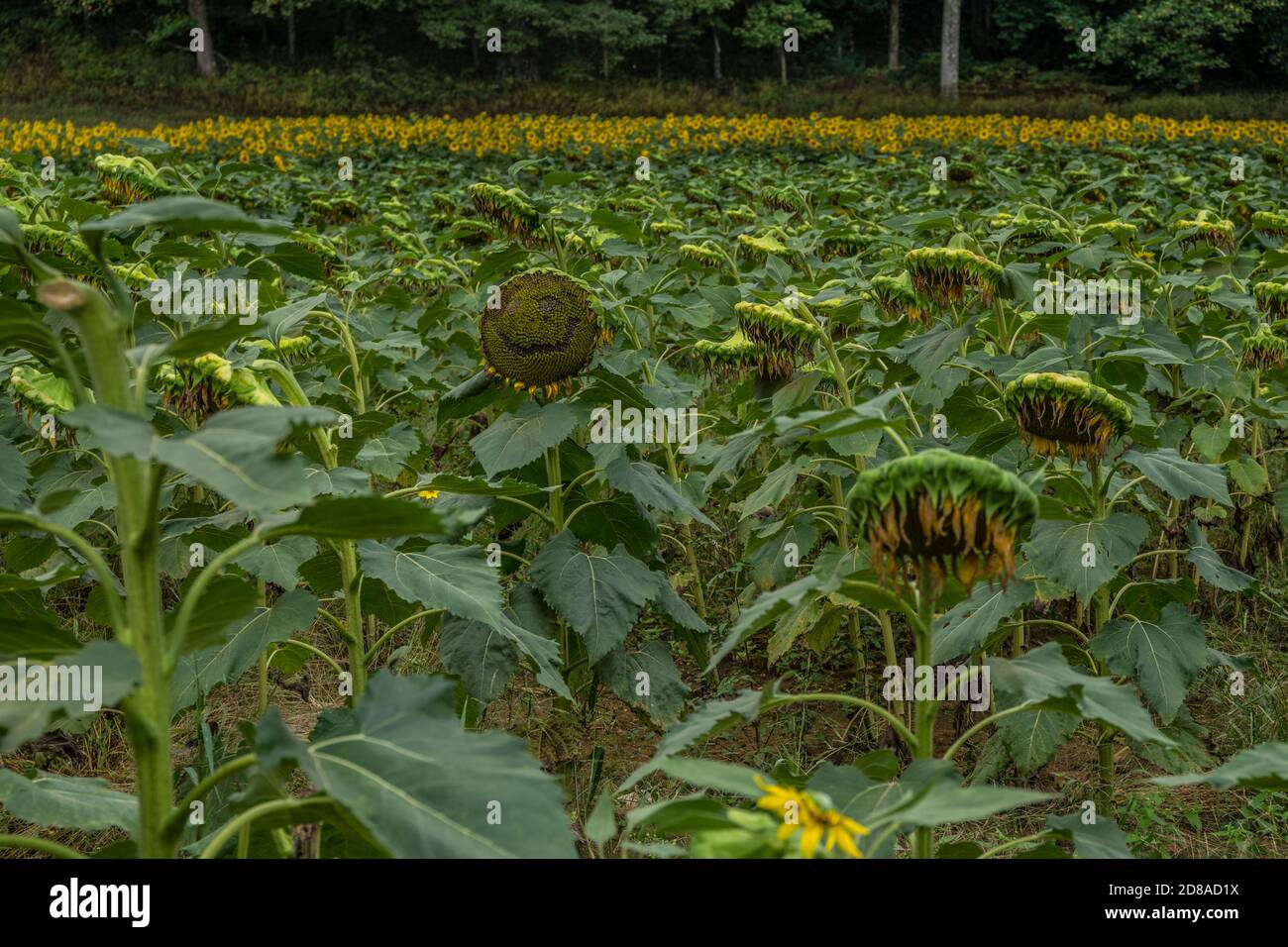 Sad sunflower hi-res stock photography and images - Alamy