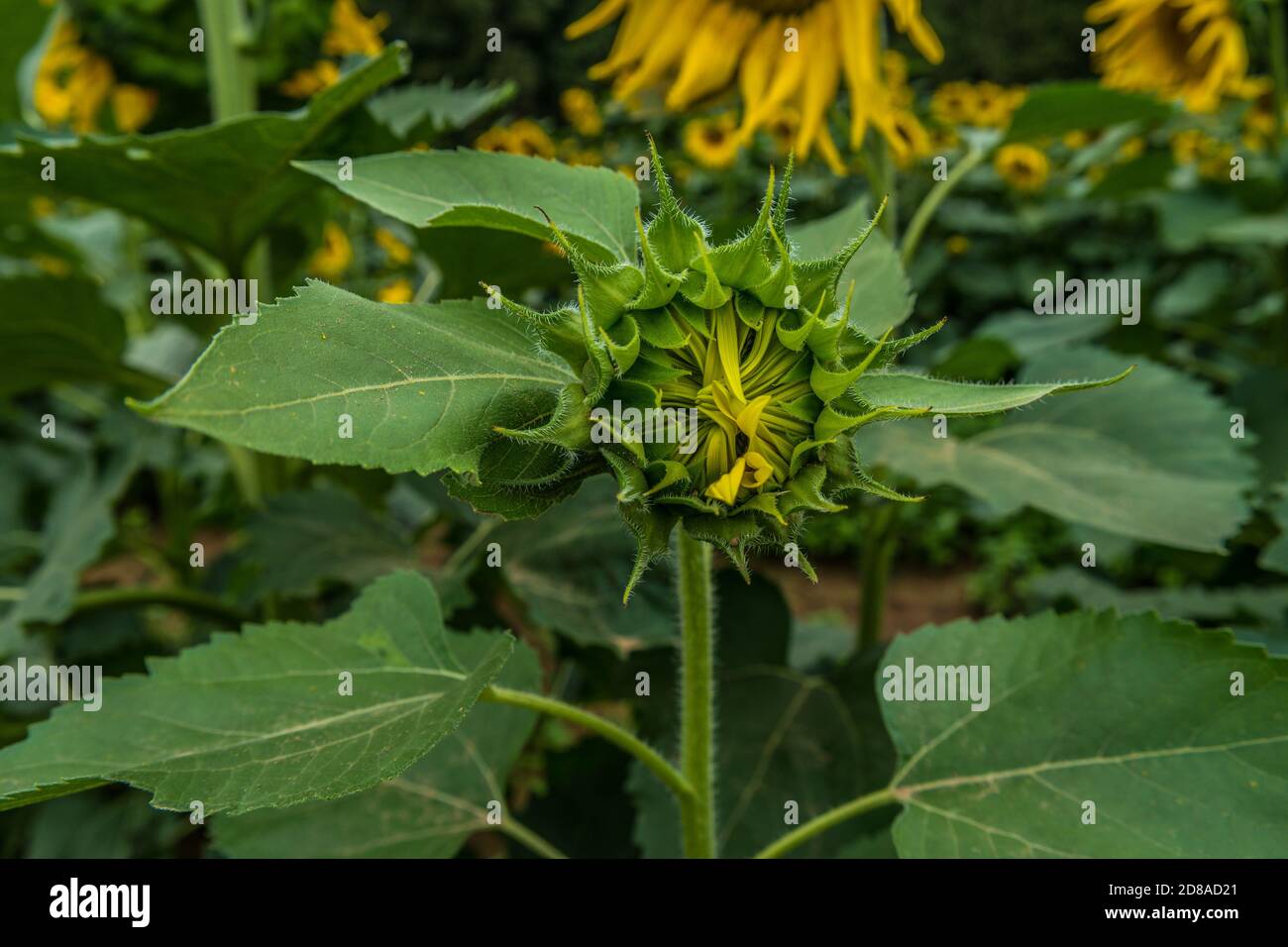 Late in the season while the surrounding sunflowers are finishing their ...