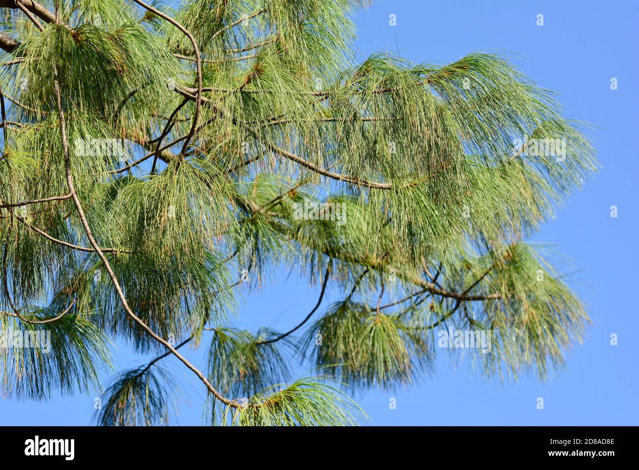 Bhutan pine, blue pine, Himalayan pine, Himalayan white pine, Tränen ...
