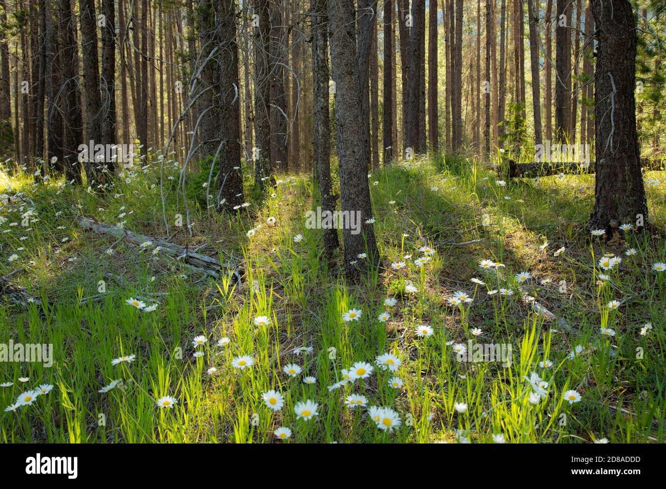 Glacier National Park wildflowers growing in forest, Kalispell, Montana ...