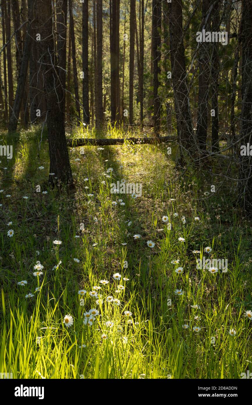 Glacier National Park wildflowers growing in forest, Kalispell, Montana ...