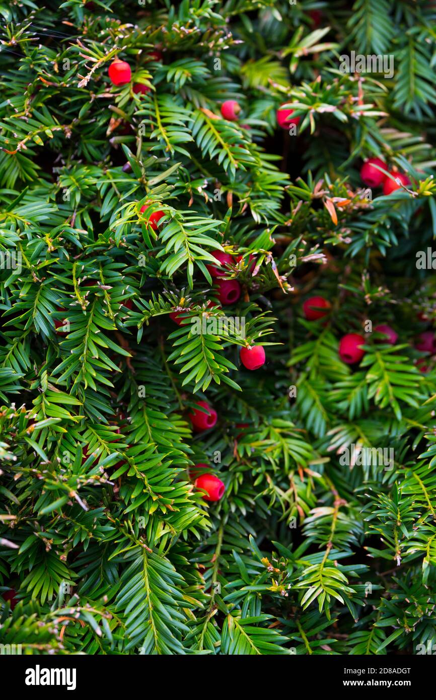 European yew (Taxus baccata Stock Photo - Alamy