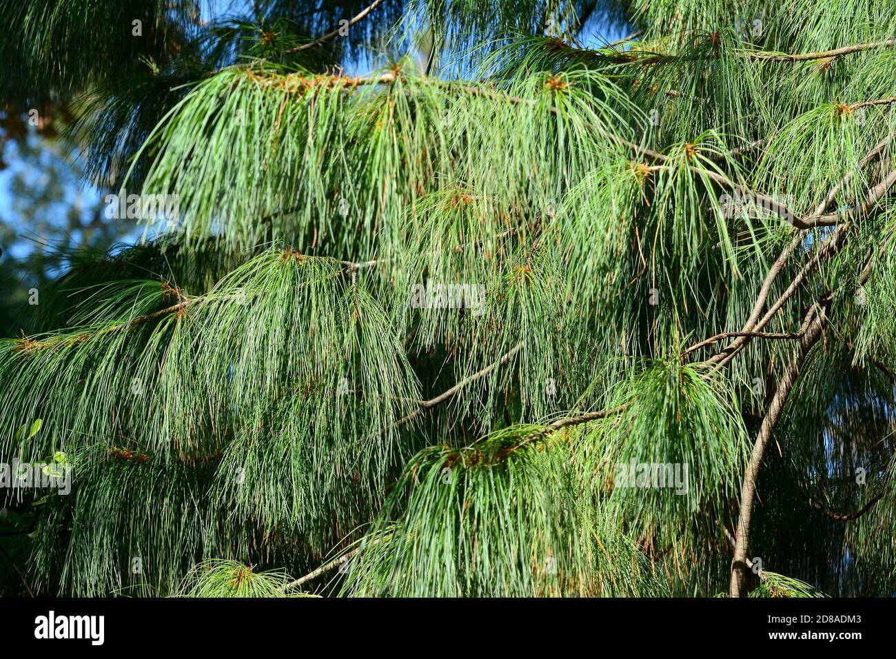 Bhutan pine, blue pine, Himalayan pine, Himalayan white pine, Tränen ...