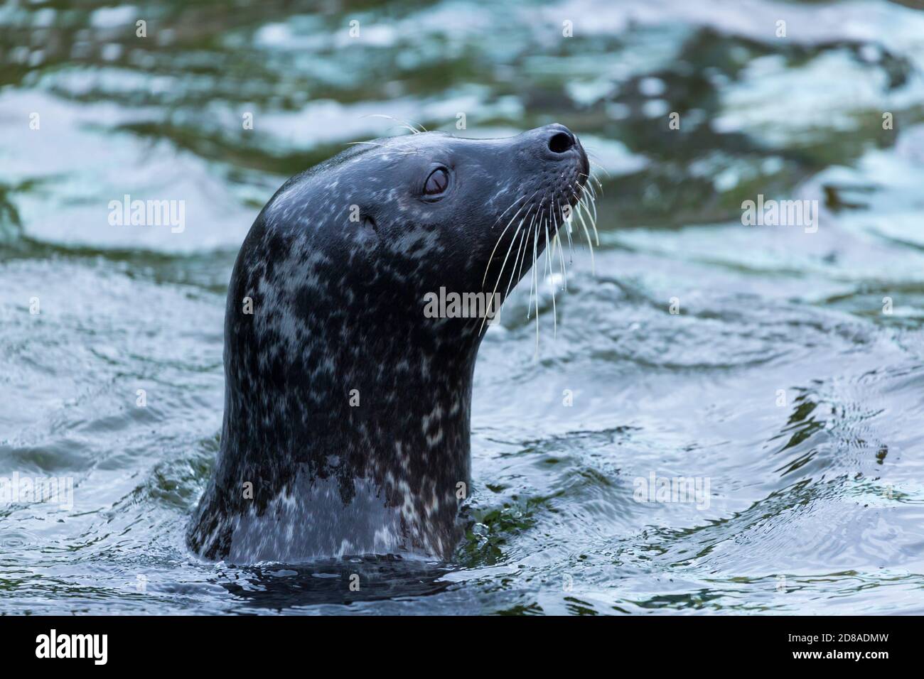 Seals focas hi-res stock photography and images - Alamy