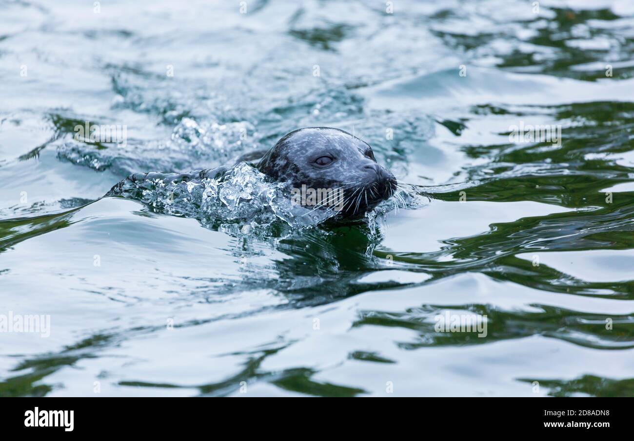 Seals focas hi-res stock photography and images - Alamy