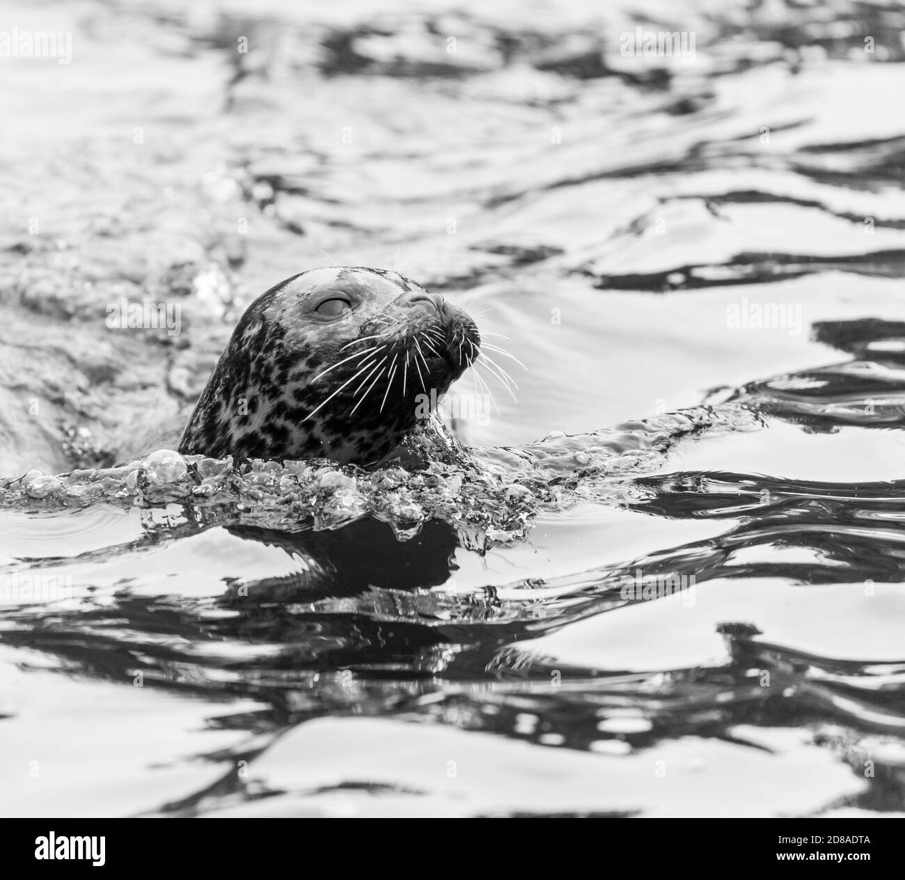 Cute seal baby Black and White Stock Photos & Images - Alamy