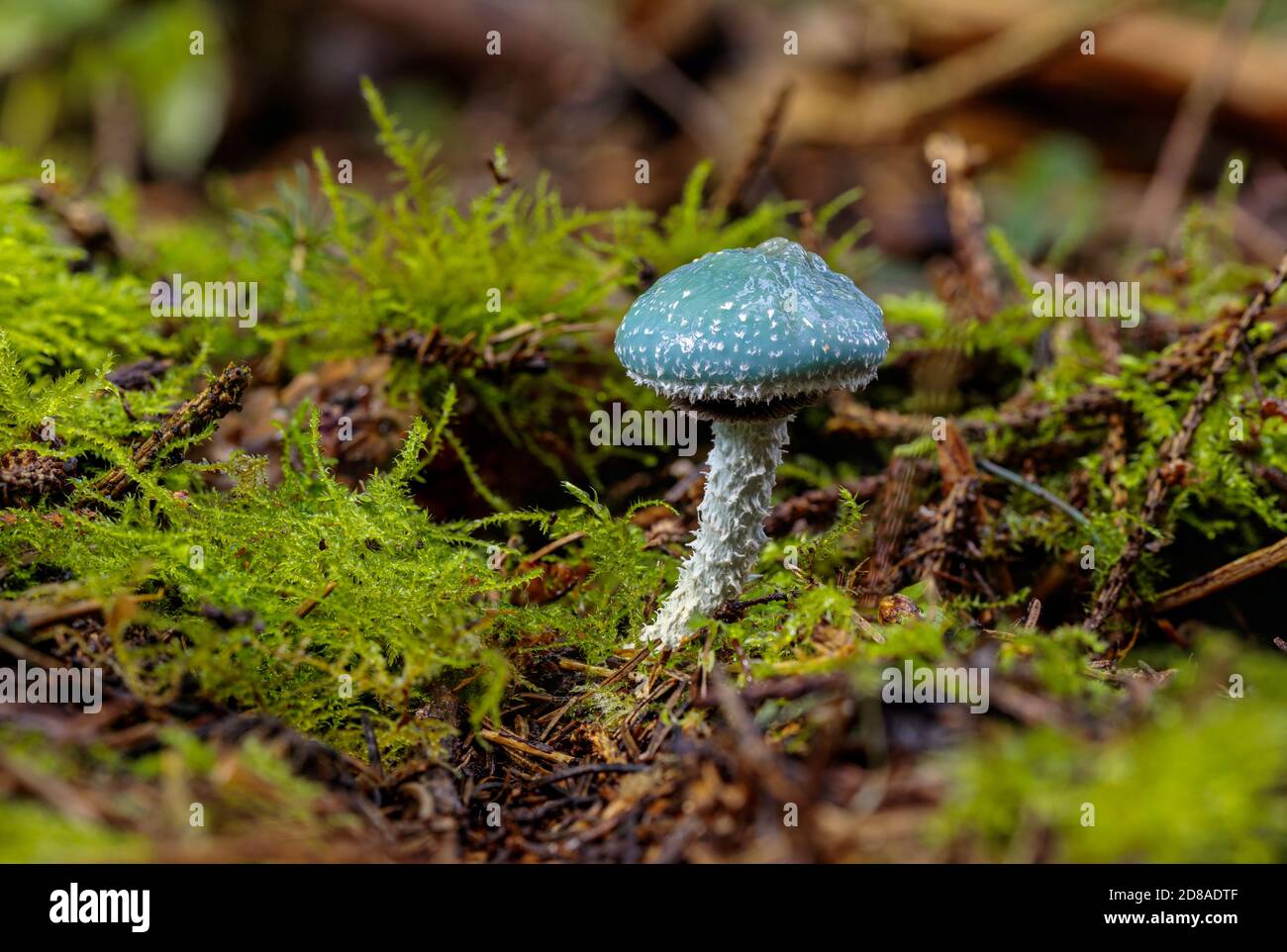 Stropharia aeruginosa hi-res stock photography and images - Alamy