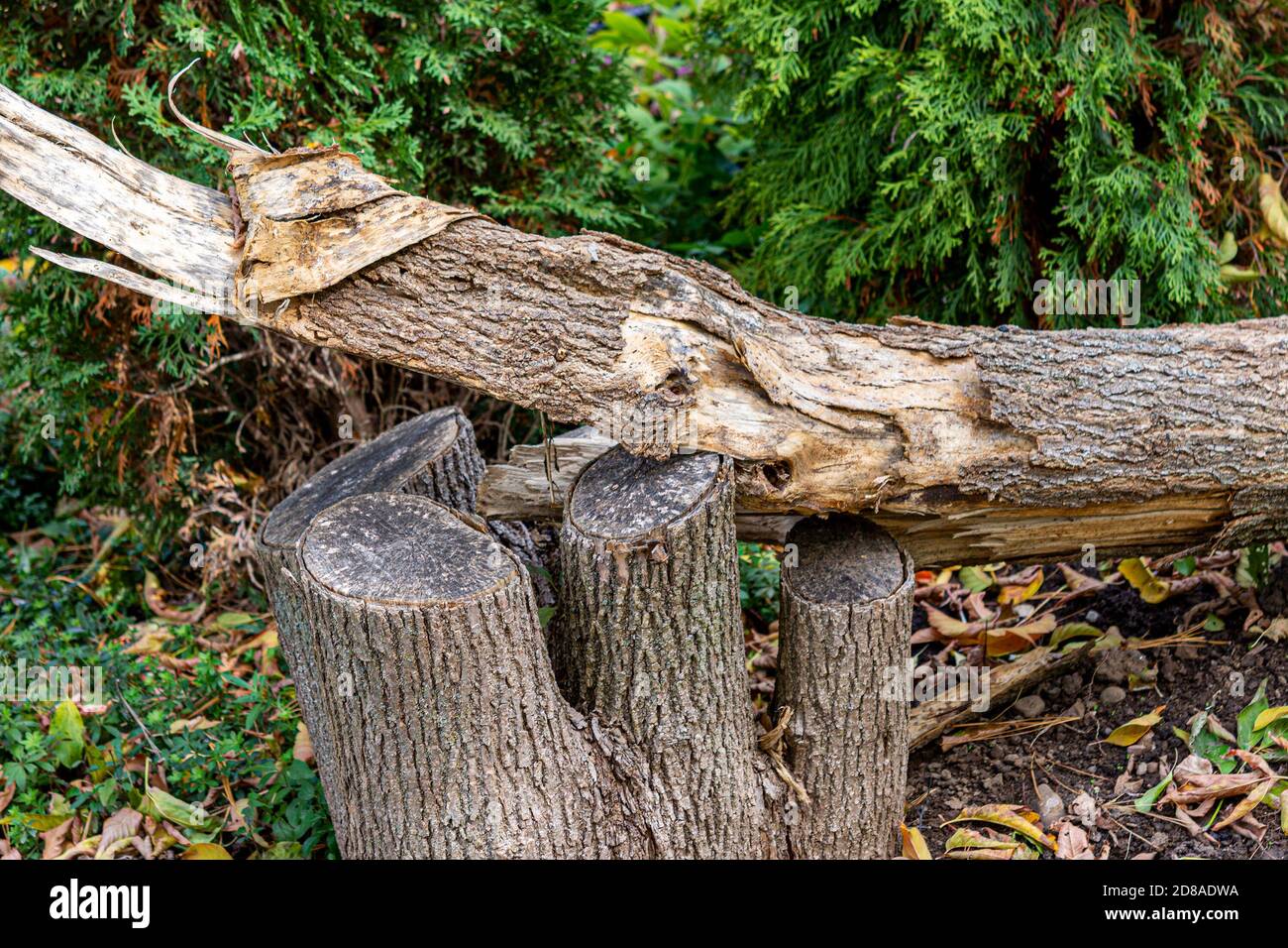 Broken tree in the forest lies leaning on a cut stump Stock Photo - Alamy
