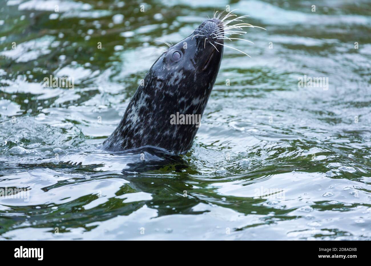 Seals focas hi-res stock photography and images - Alamy