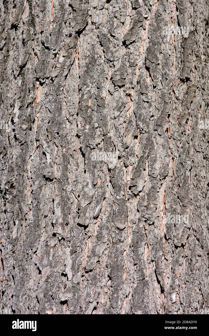 Bhutan pine, blue pine, Himalayan pine, Himalayan white pine, Tränen ...