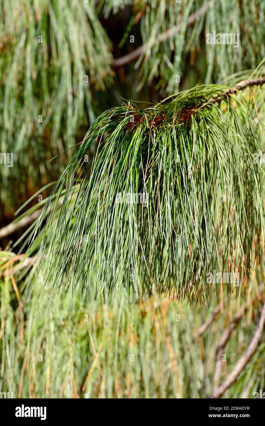 Bhutan pine, blue pine, Himalayan pine, Himalayan white pine, Tränen ...