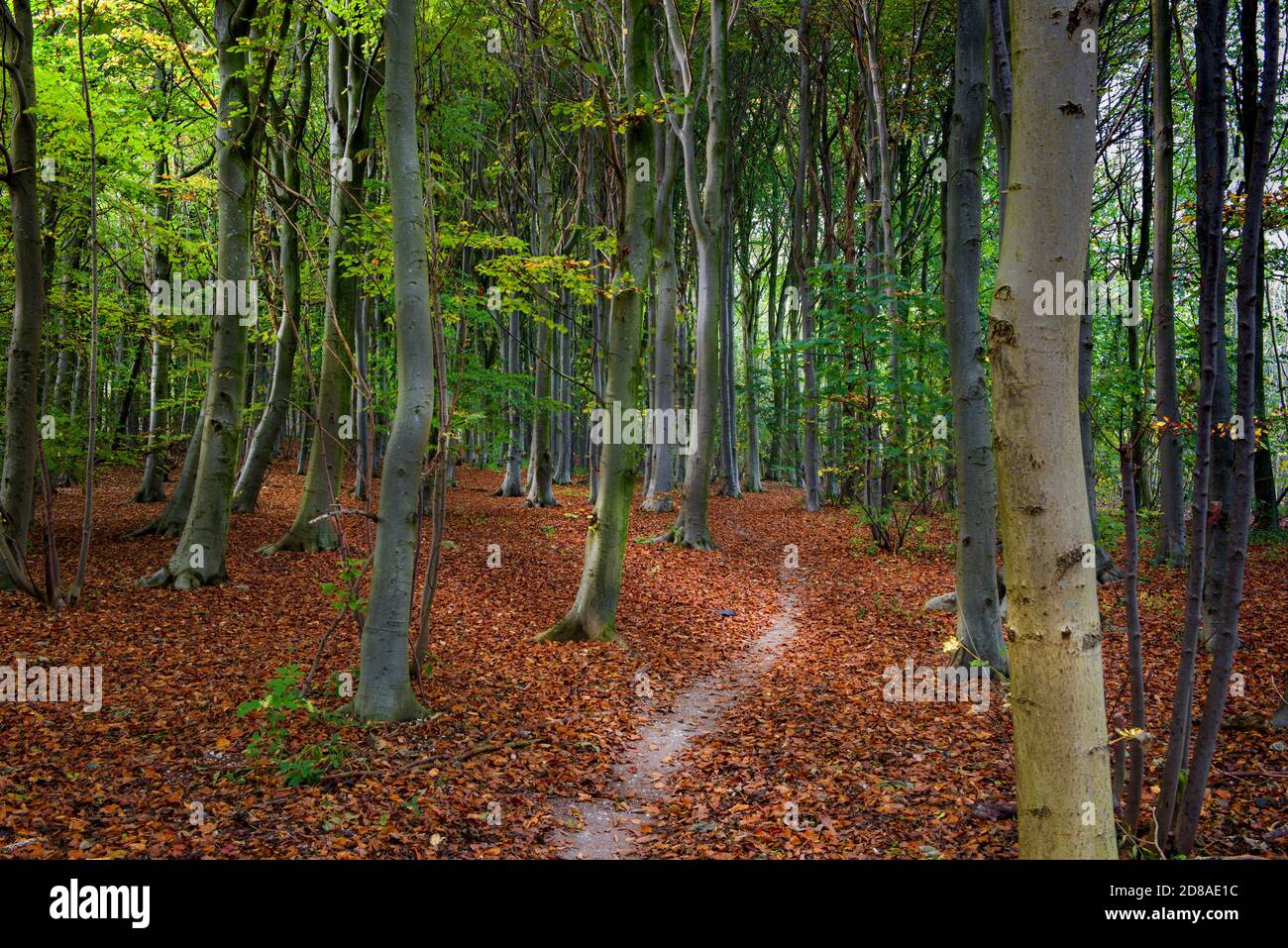 Beech trees- Fagus in Stanmer Park during autumn. Brighton East Sussex ...