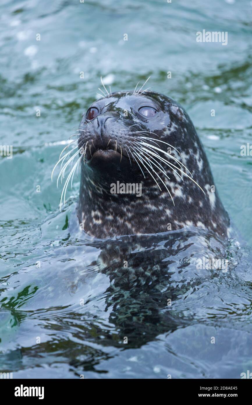 Seals focas hi-res stock photography and images - Alamy