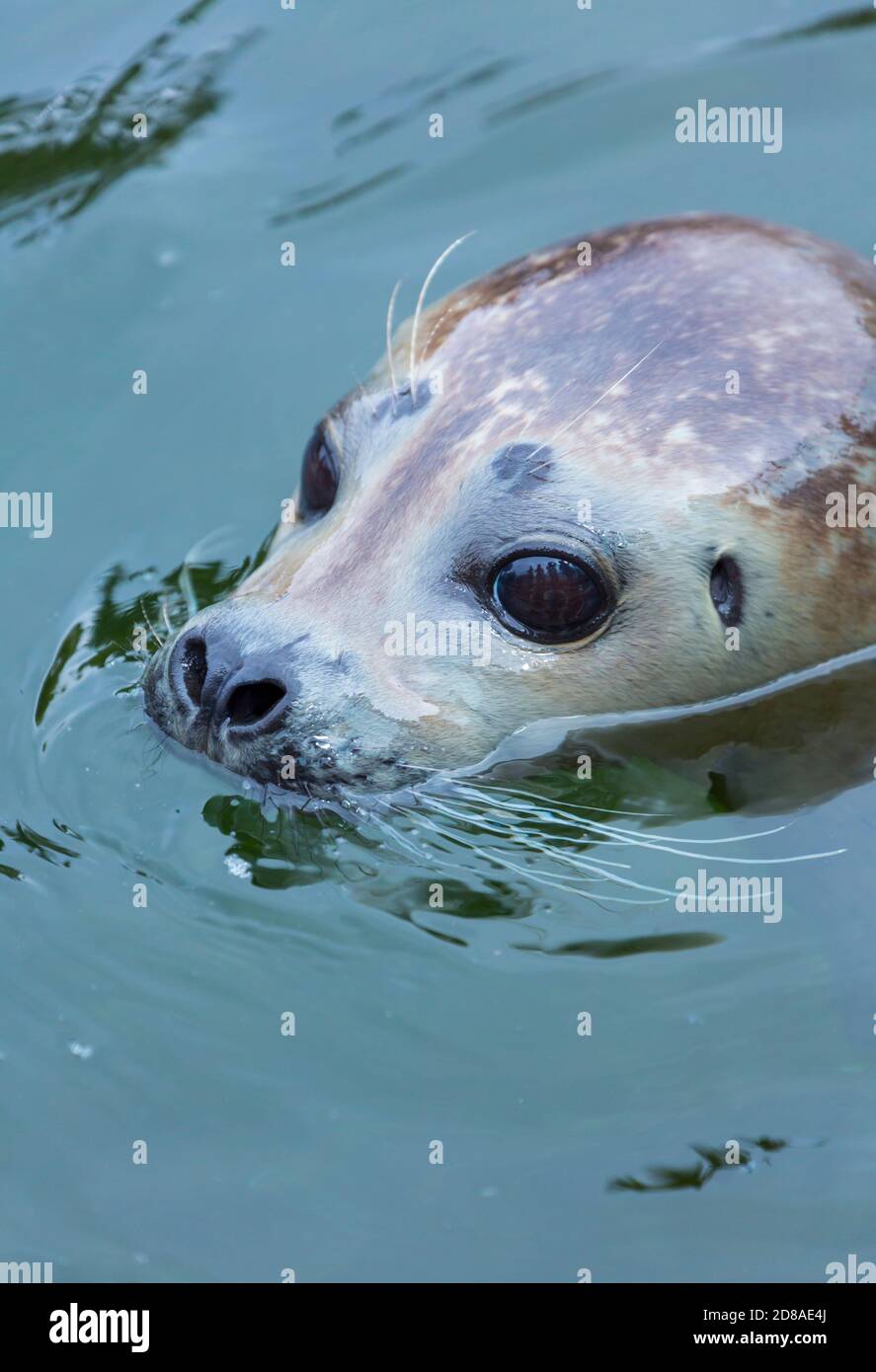 Seals focas hi-res stock photography and images - Alamy