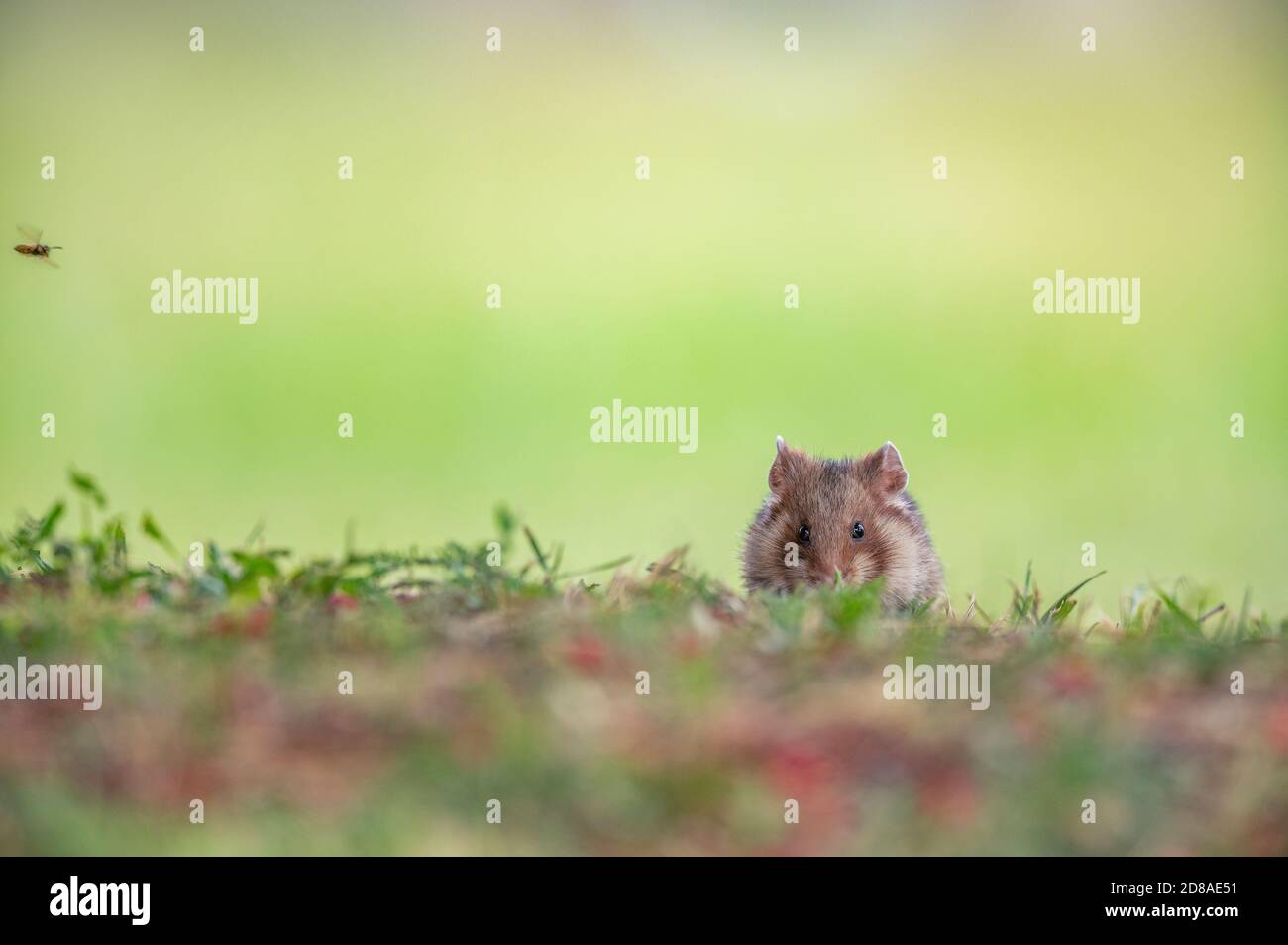 Europaeischer Feldhamster im dichten Gras Stock Photo - Alamy