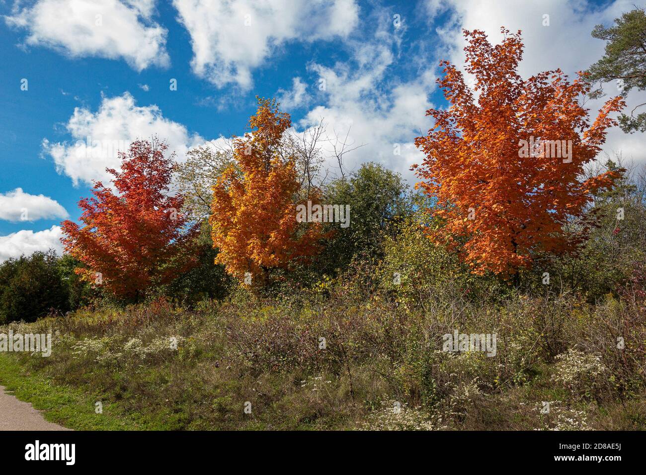 Three autumn maples near the road against blue sky and white clouds ...