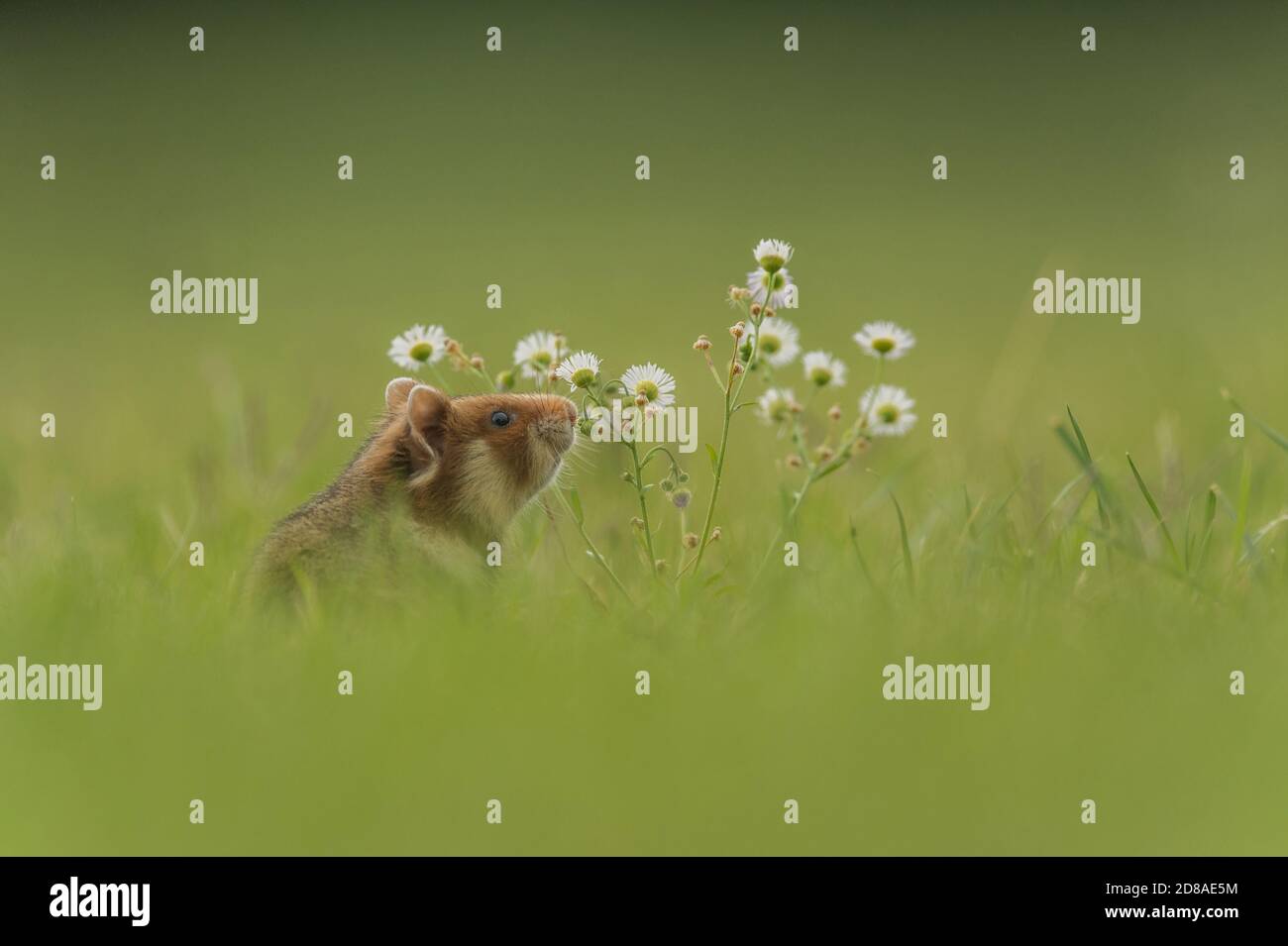 Europaeischer Feldhamster richt an Blumen Stock Photo - Alamy
