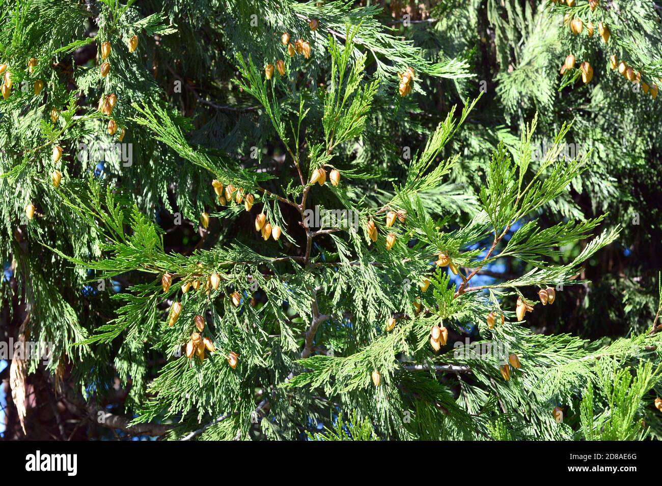 Thuja, Lebensbäume oder Thujen, Thuya, Thuja sp., tuja Stock Photo - Alamy