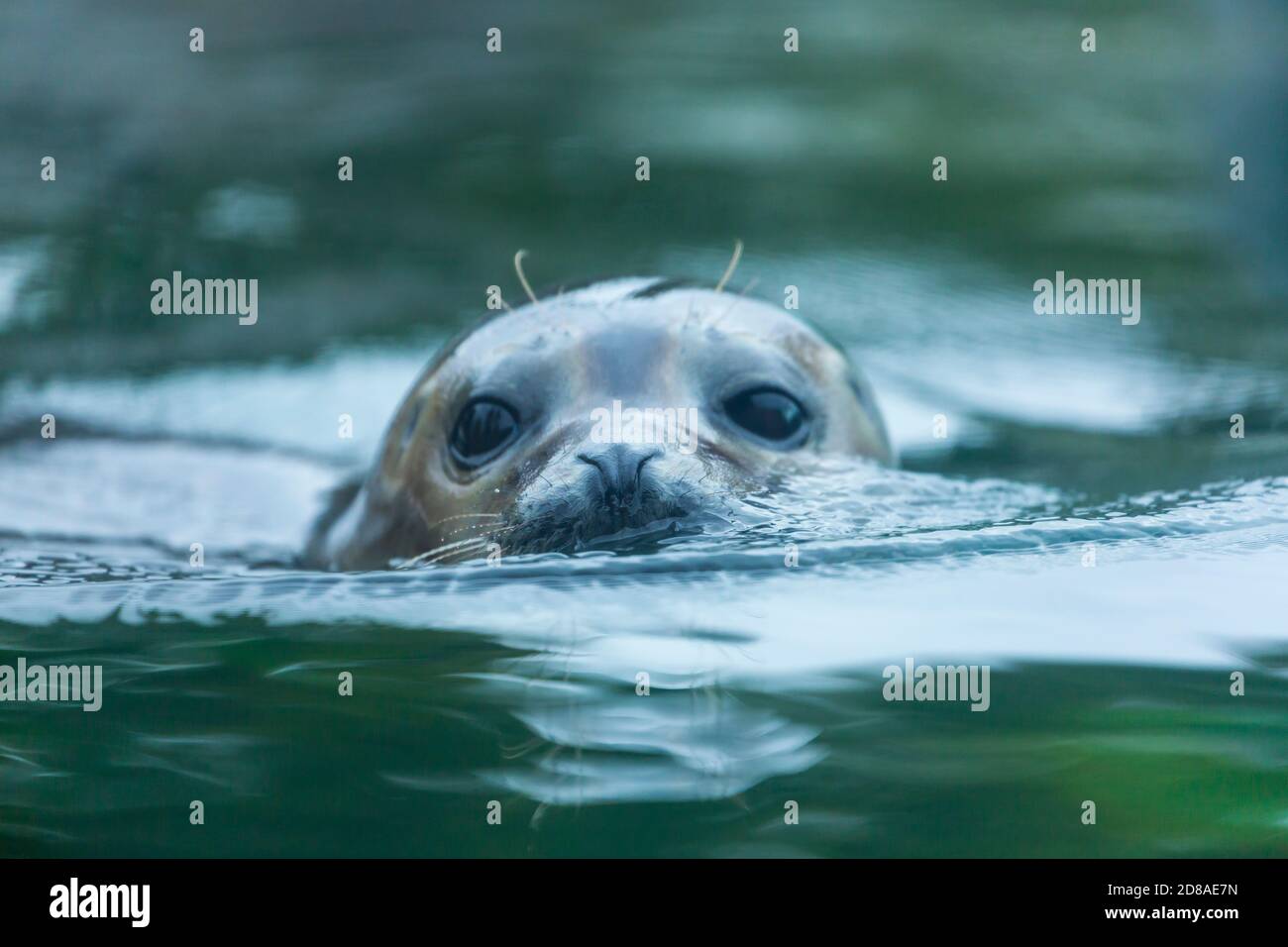 Seals focas hi-res stock photography and images - Alamy