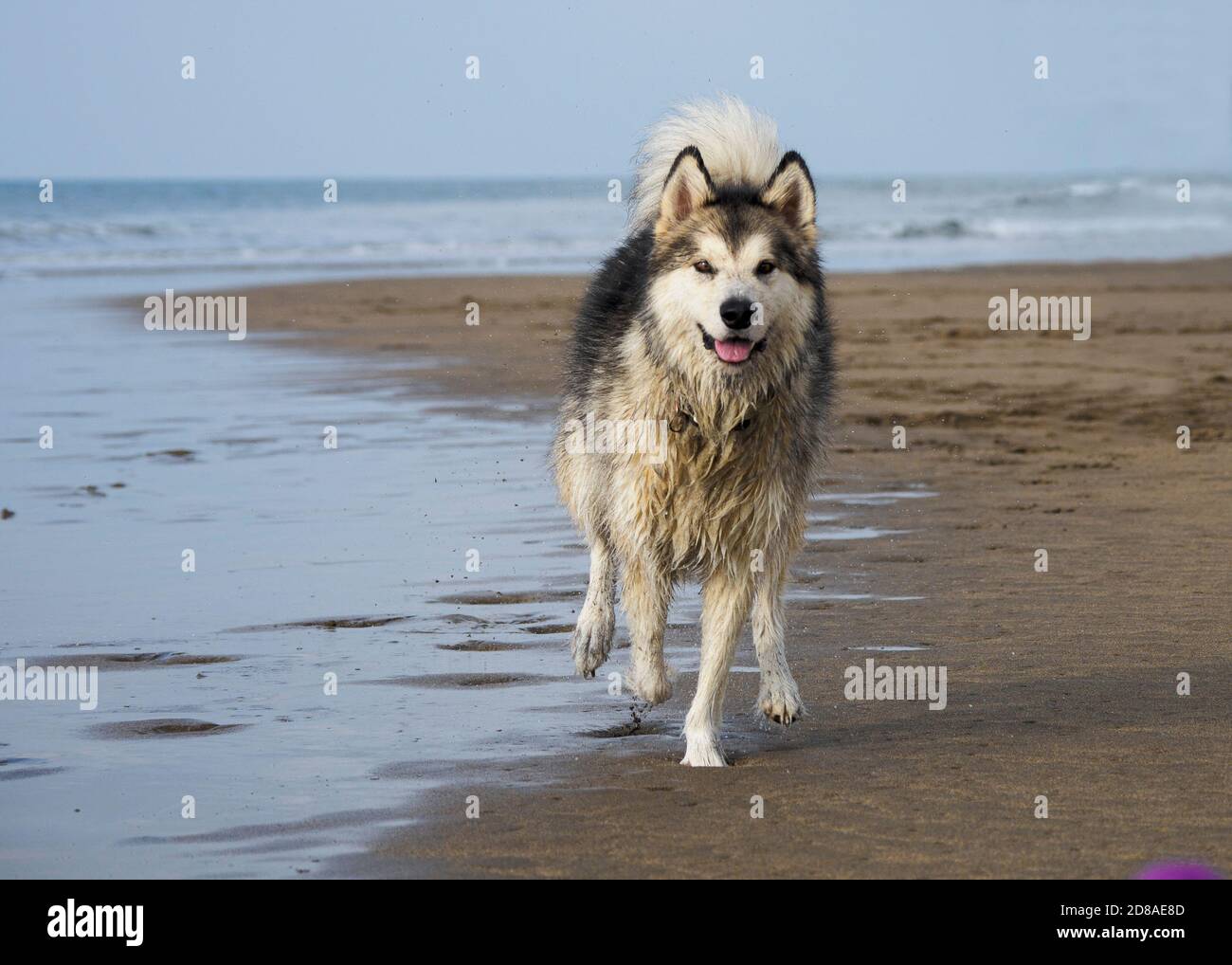 Female Alaskan Malamute running on a beach, Cornwall, UK Stock Photo ...