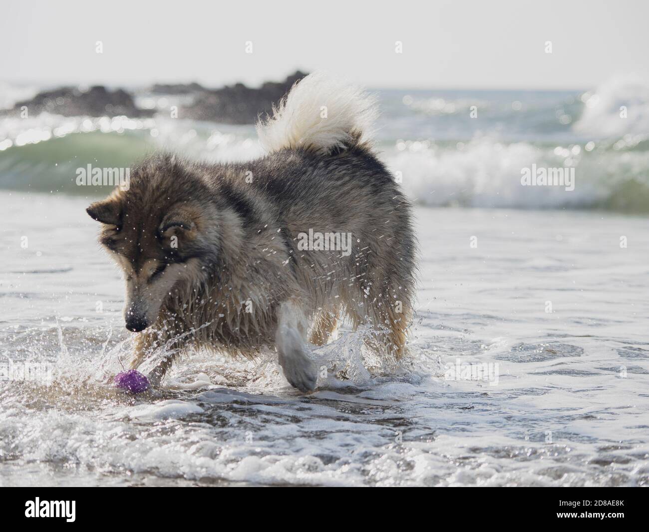 Dog and owner playing fetch in the sea, Cornwall, UK Stock Photo - Alamy