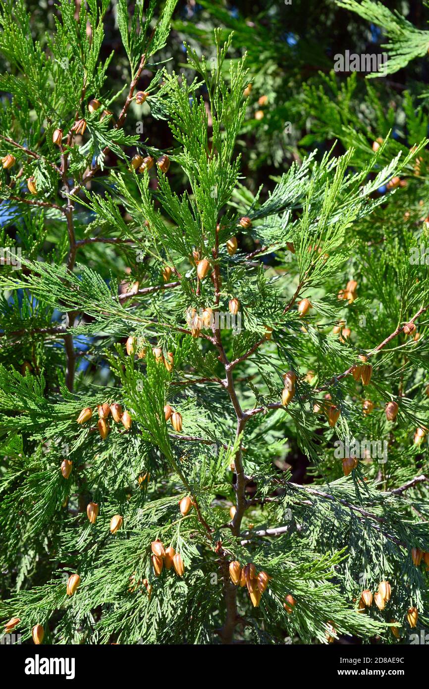 Thuja, Lebensbäume oder Thujen, Thuya, Thuja sp., tuja Stock Photo - Alamy