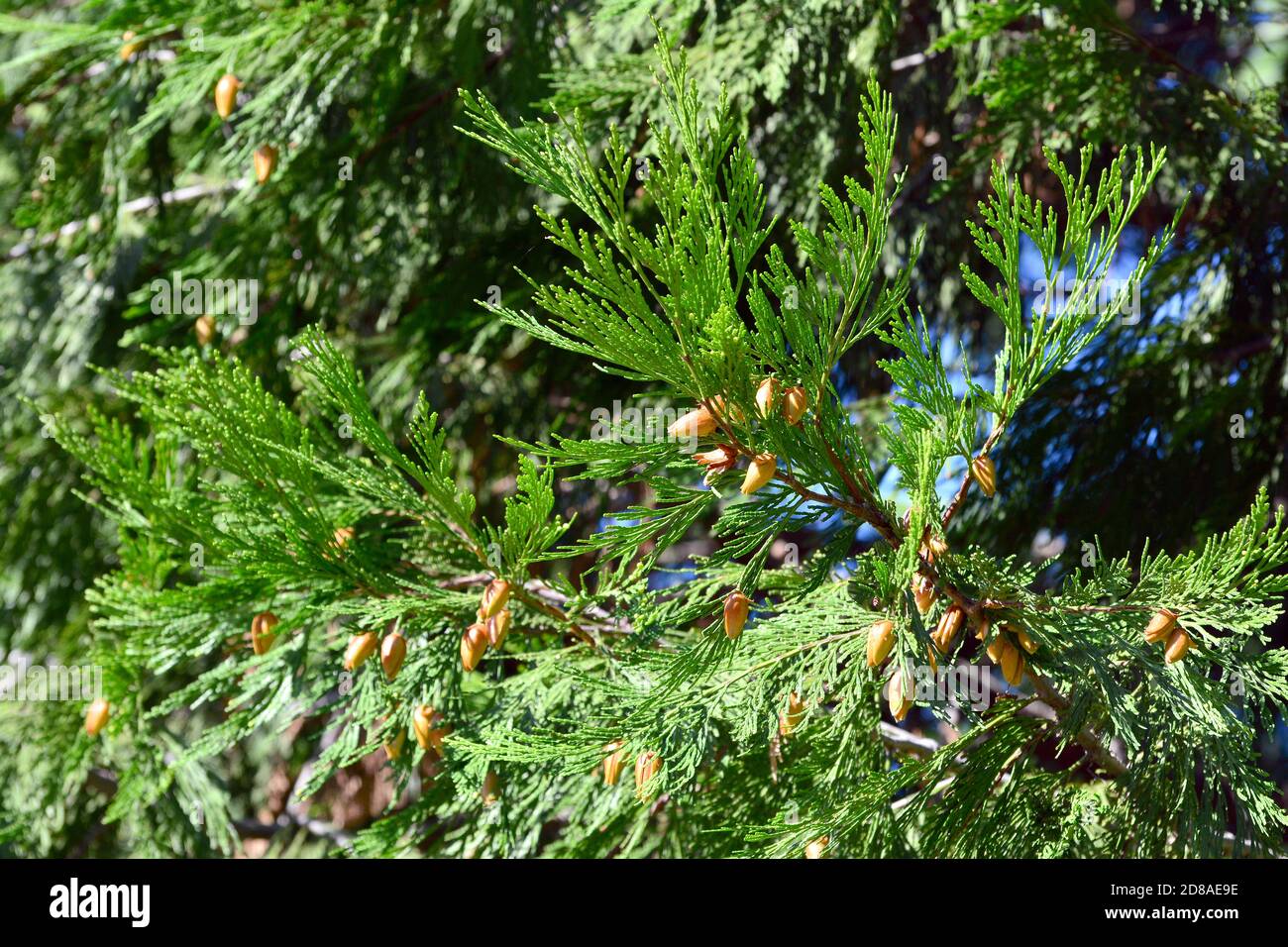 Thuja, Lebensbäume oder Thujen, Thuya, Thuja sp., tuja Stock Photo - Alamy