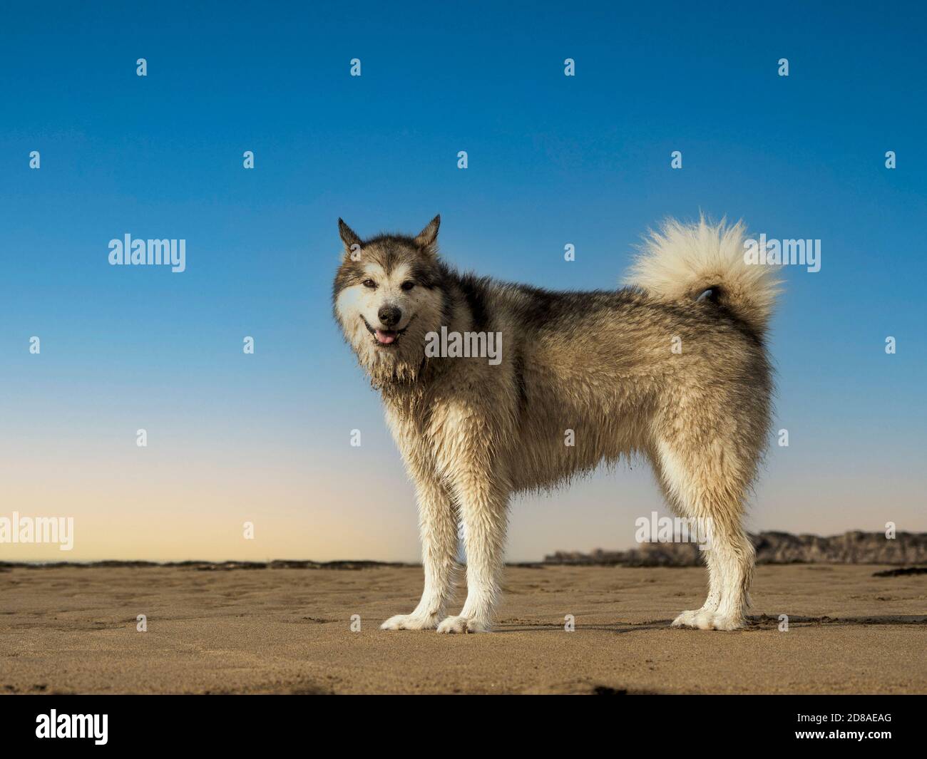 Female Alaskan Malamute on a beach, Cornwall, UK Stock Photo - Alamy