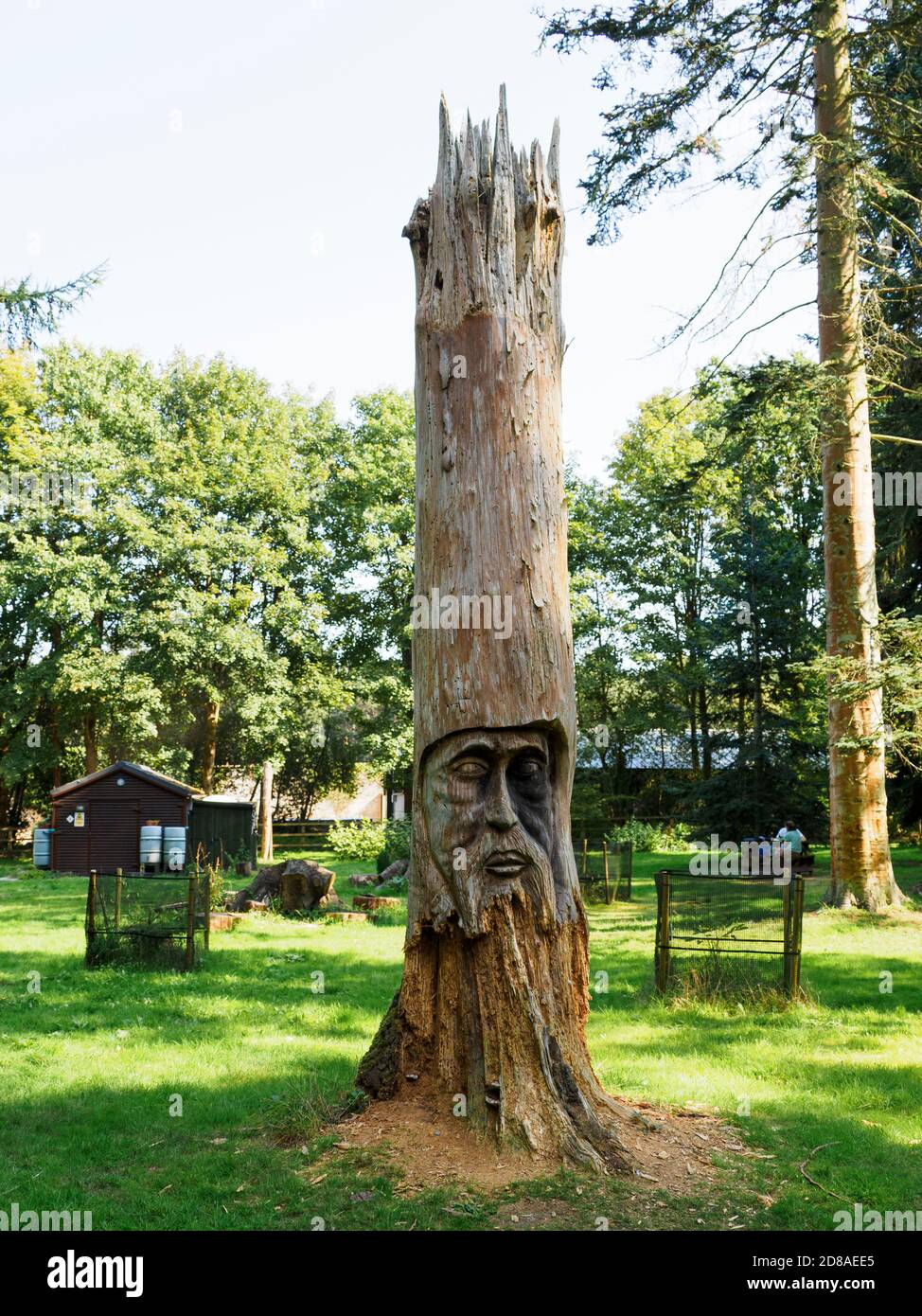 Tree face carving hi-res stock photography and images - Alamy