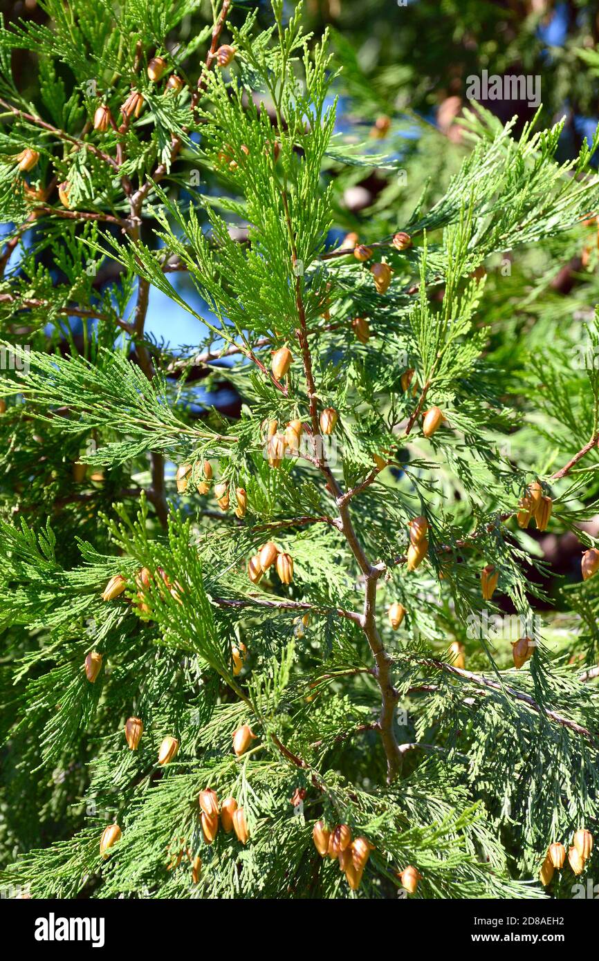 Thuja, Lebensbäume oder Thujen, Thuya, Thuja sp., tuja Stock Photo - Alamy