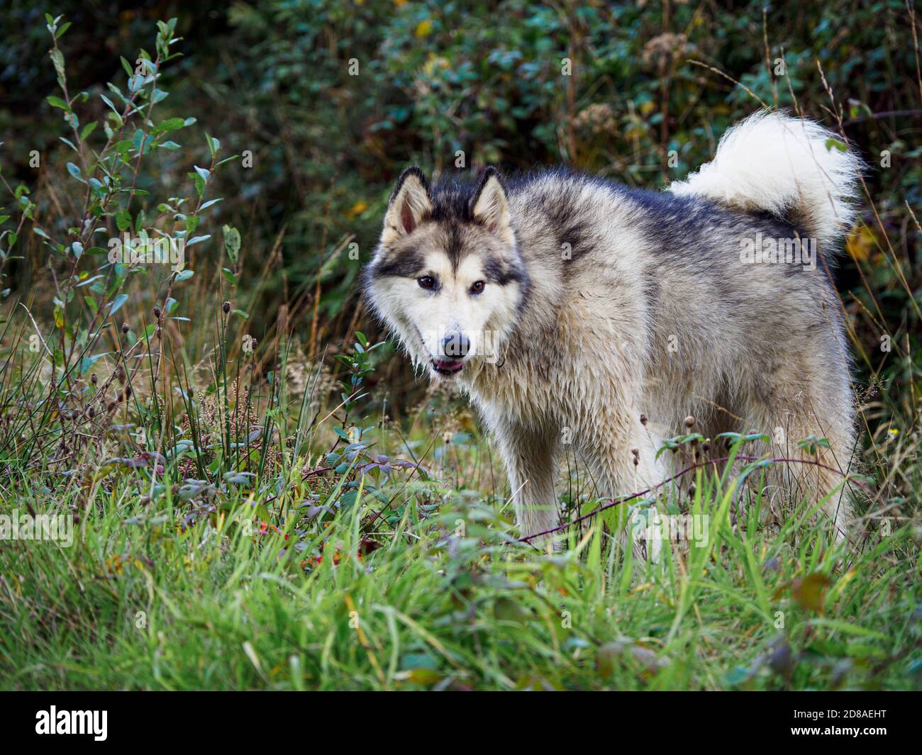 Alaskan malamute female hi-res stock photography and images - Alamy