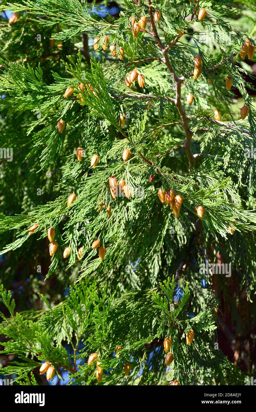 Thuja, Lebensbäume oder Thujen, Thuya, Thuja sp., tuja Stock Photo - Alamy