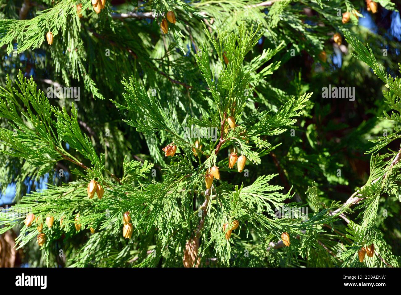 Thuja, Lebensbäume oder Thujen, Thuya, Thuja sp., tuja Stock Photo - Alamy