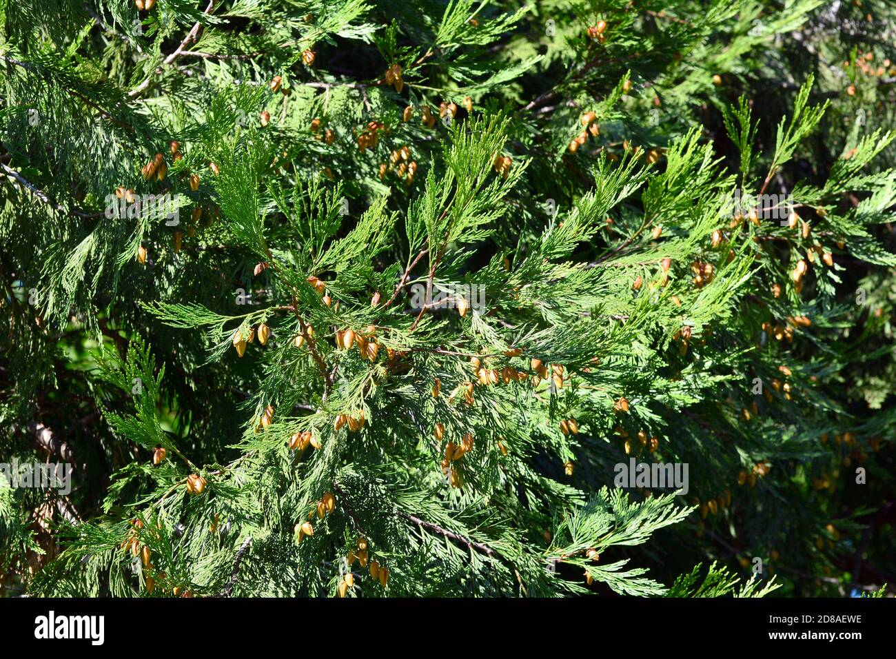 Thuja, Lebensbäume oder Thujen, Thuya, Thuja sp., tuja Stock Photo - Alamy