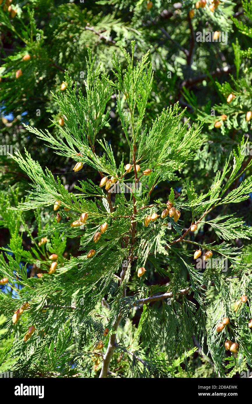 Thuja, Lebensbäume oder Thujen, Thuya, Thuja sp., tuja Stock Photo - Alamy