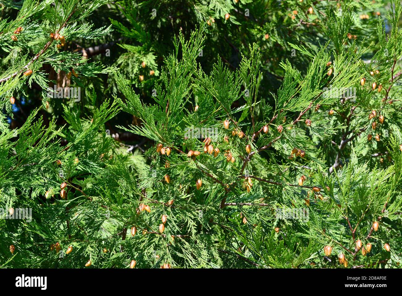 Thuja, Lebensbäume oder Thujen, Thuya, Thuja sp., tuja Stock Photo - Alamy