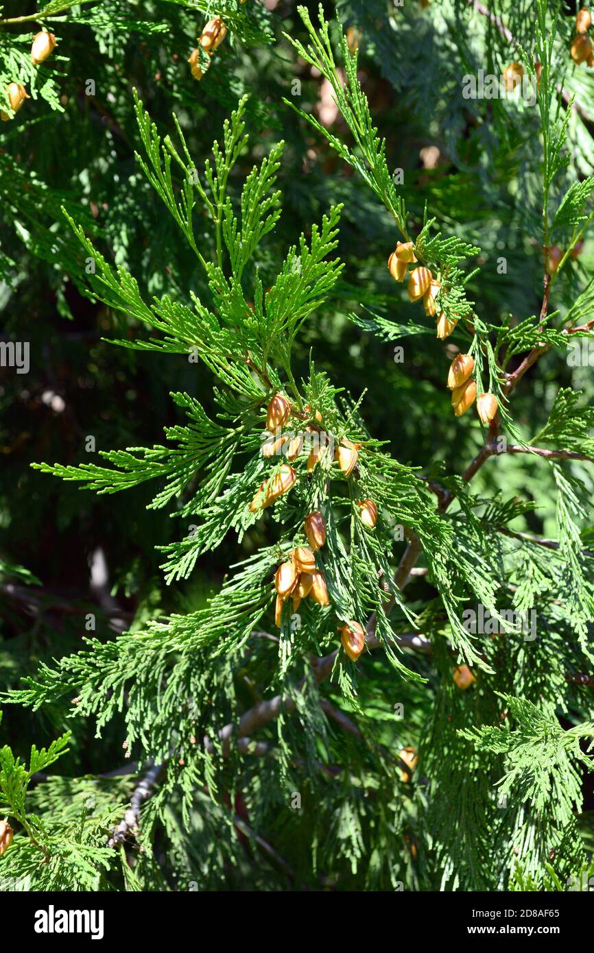 Thuja sp hi-res stock photography and images - Alamy