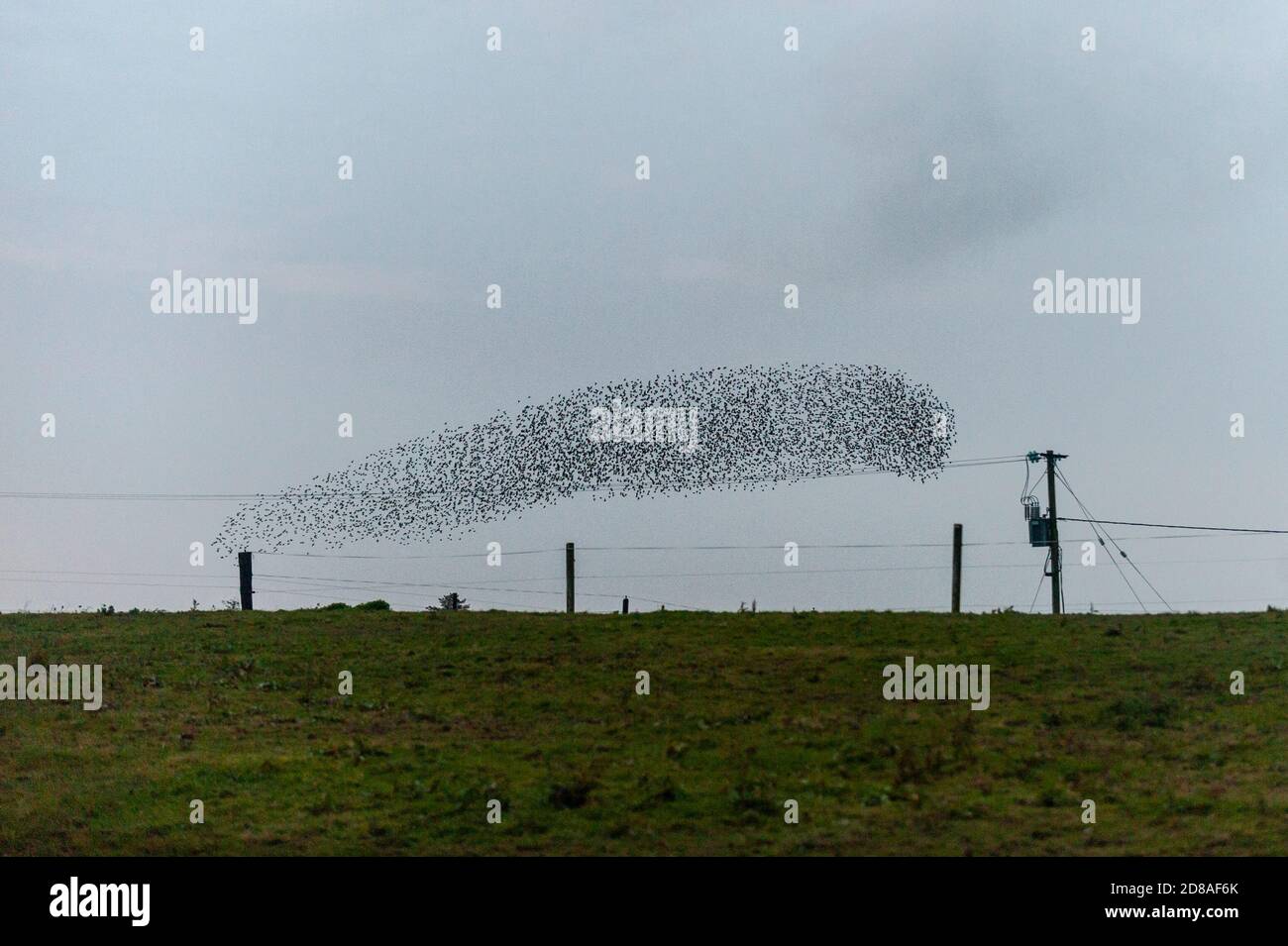 Murmuration of starlings sunset hi-res stock photography and images - Alamy