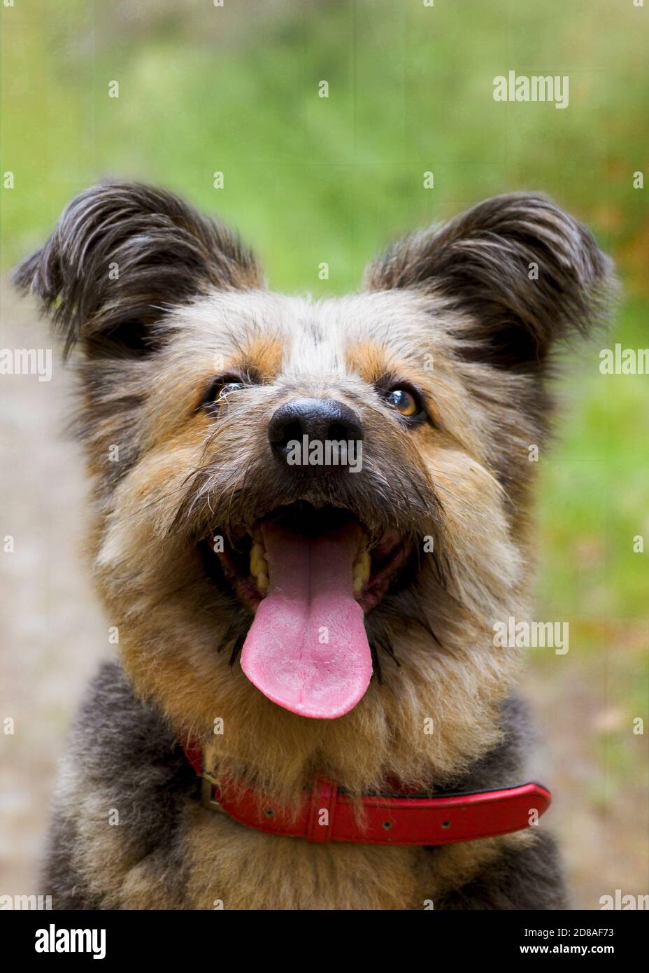 Portrait of an unusual looking dog probably a corgi cross, UK Stock ...