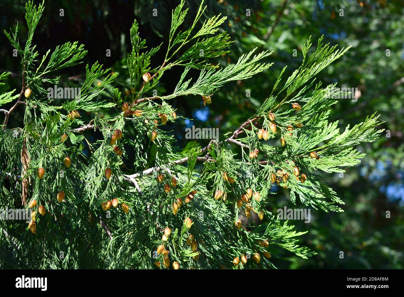 Thuja, Lebensbäume oder Thujen, Thuya, Thuja sp., tuja Stock Photo - Alamy