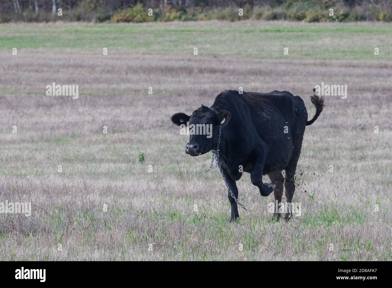 Angry cow running in the field Stock Photo - Alamy