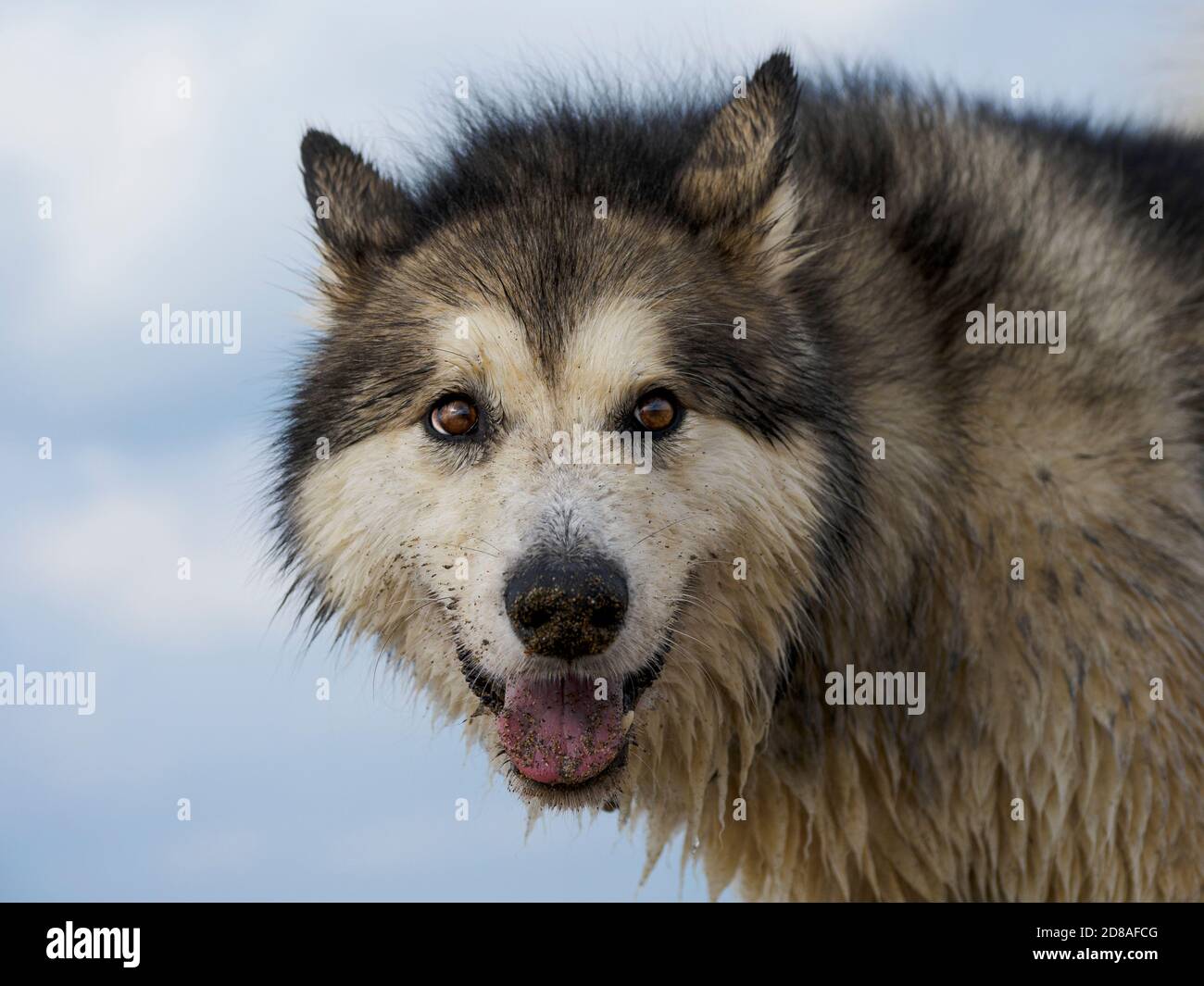Female Alaskan Malamute at the beach with a sandy face, UK Stock Photo ...