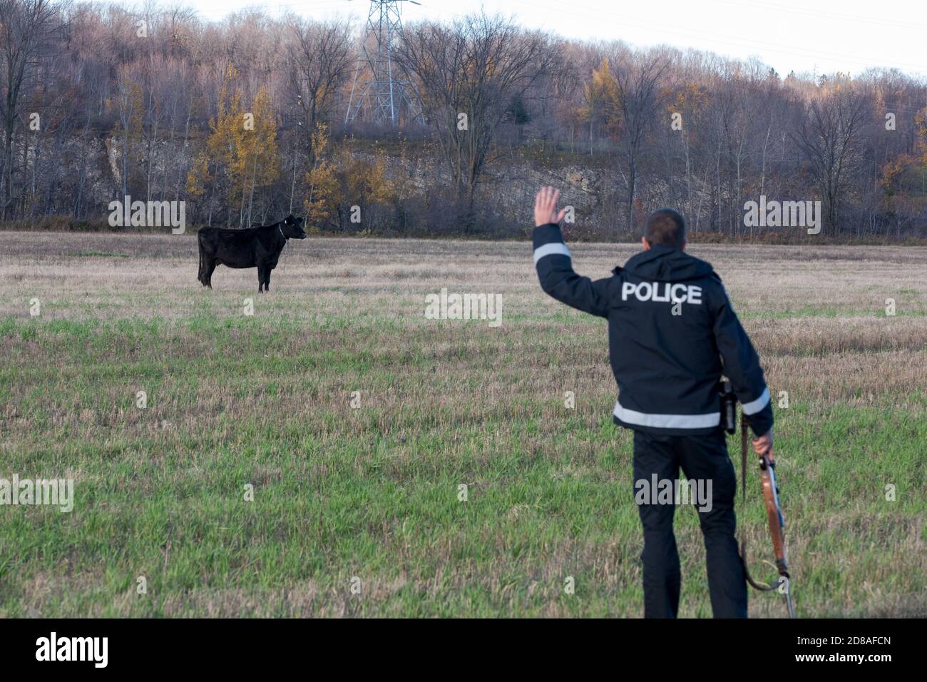 Angry cow in the field Stock Photo - Alamy