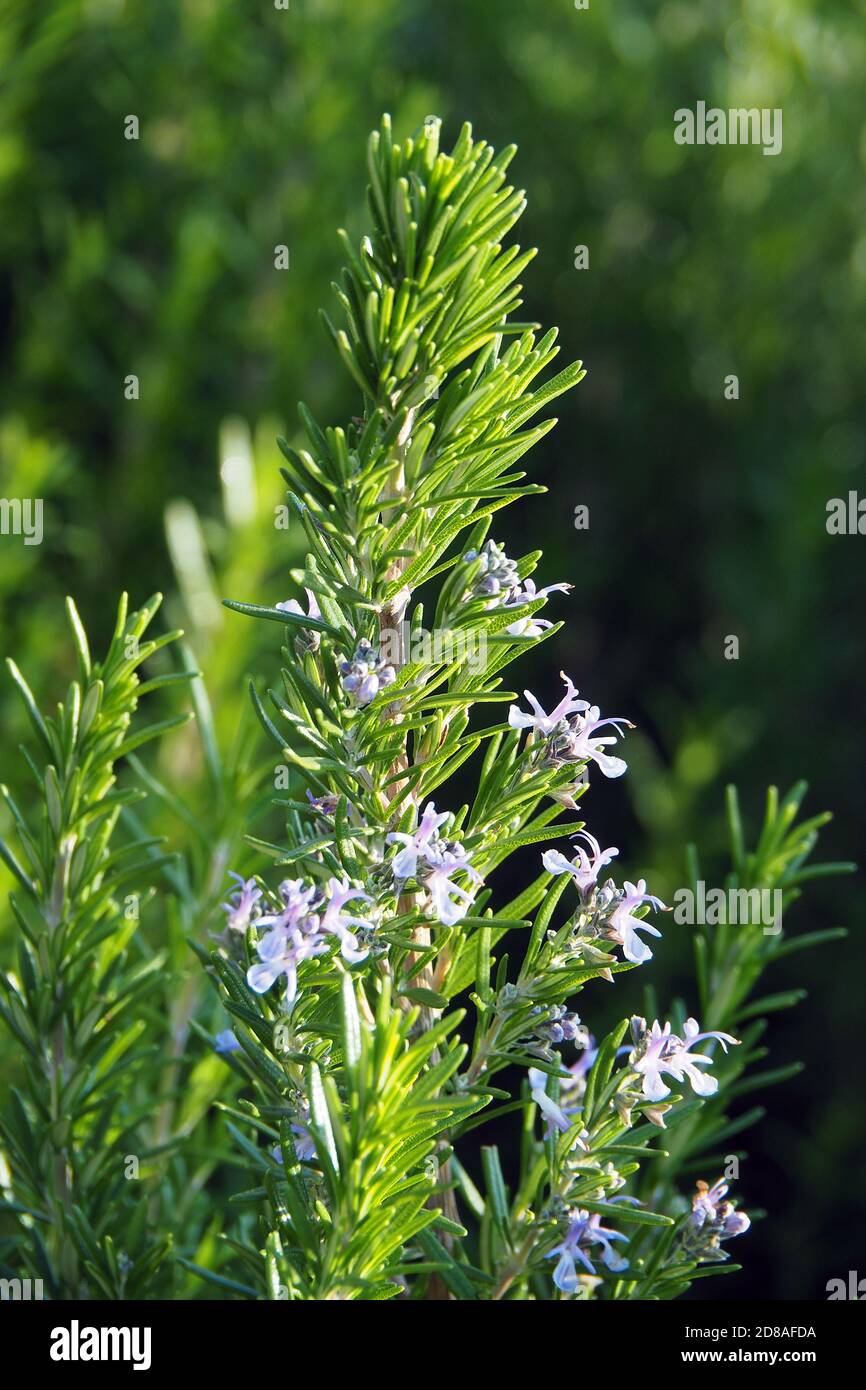 Rosemary, Rosmarin, Salvia rosmarinus, rozmaring Stock Photo - Alamy