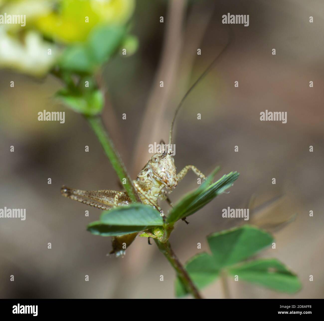 Cricket colours hi-res stock photography and images - Alamy