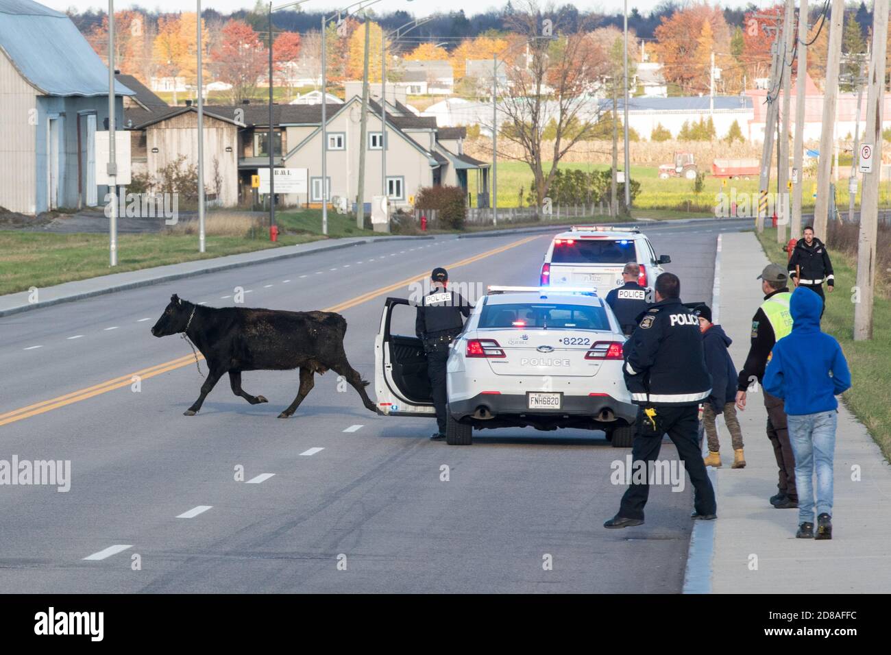 Bull running in pasture hi-res stock photography and images - Alamy
