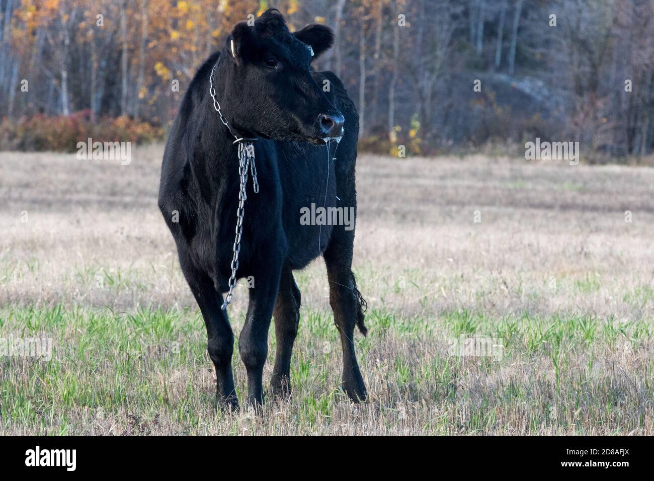 Angry farmer hi-res stock photography and images - Alamy