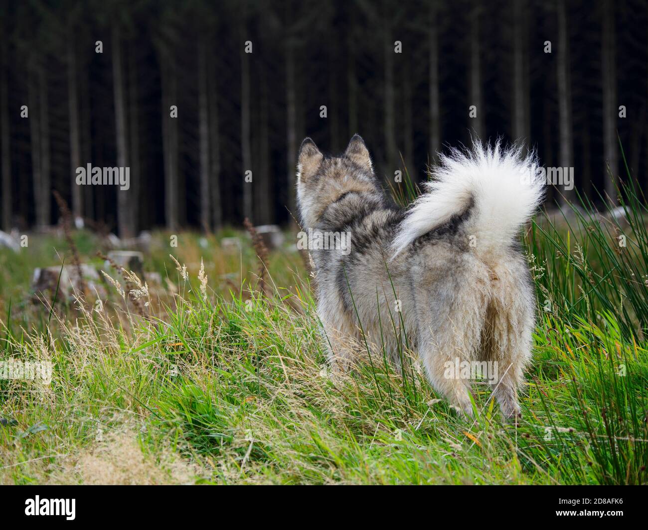 Alaskan Malamute Close Up High Resolution Stock Photography and Images ...