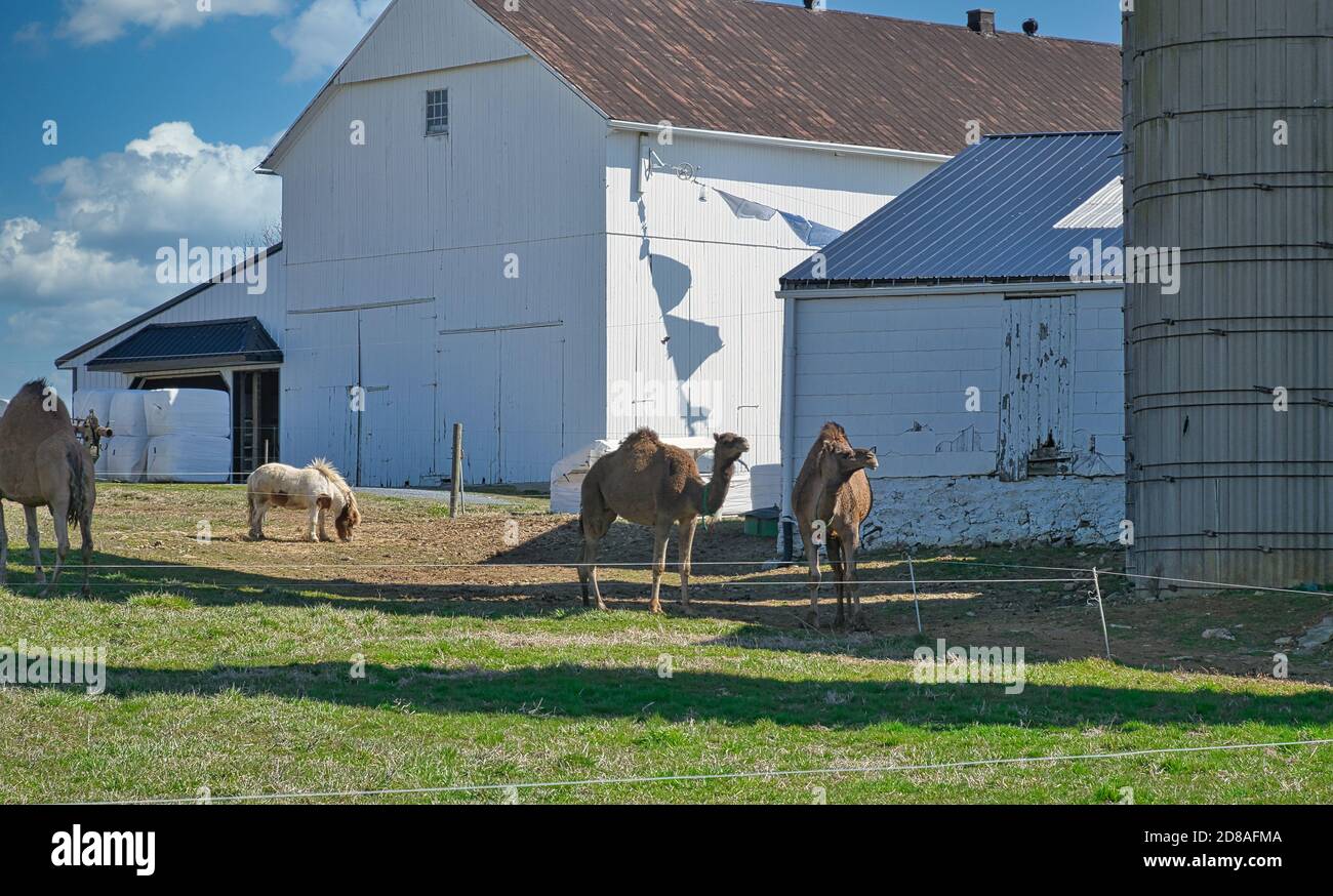 Herd of Camels seen in Dutch Pennsylvania on a Amish Farm on a Sunny ...