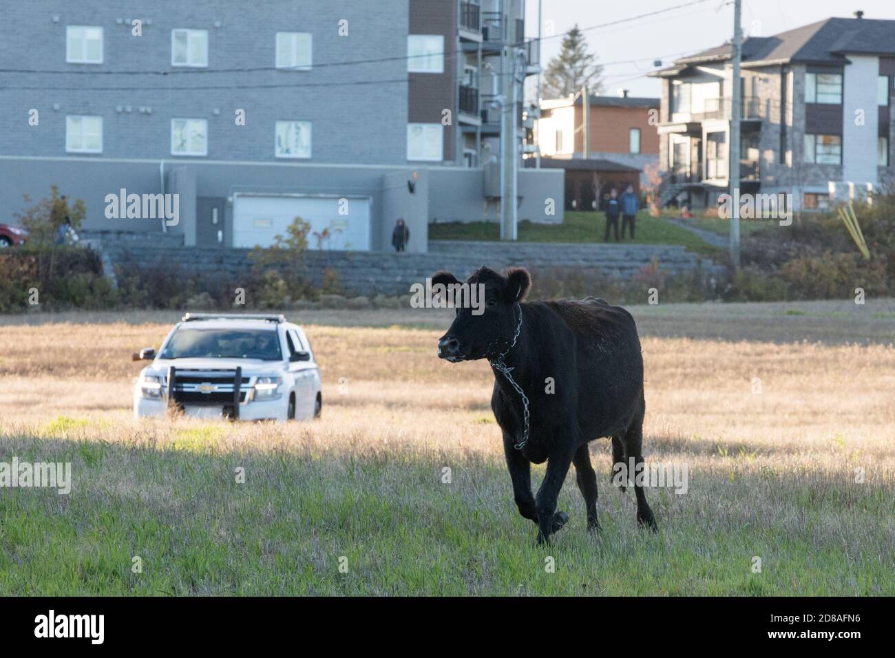 Angry cow running in the field Stock Photo - Alamy